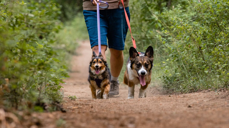 Front Range Collection | Dog Gear For Everyday Adventures | Ruffwear JAPAN